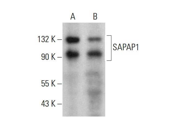 SAPAP1 Antibody (21) | SCBT - Santa Cruz Biotechnology
