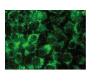 saposin C Antibody (B-10) | SCBT - Santa Cruz Biotechnology