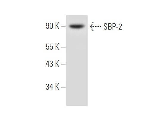 SBP-2 Antibody (C-10) | SCBT - Santa Cruz Biotechnology