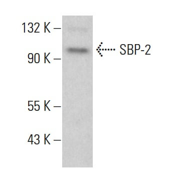 SBP-2 Antibody (C-10) | SCBT - Santa Cruz Biotechnology