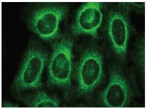 SC Antibody (C-2) | SCBT - Santa Cruz Biotechnology