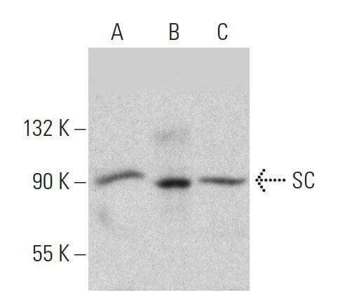 Anti-SC Antibody (C-2) | SCBT - Santa Cruz Biotechnology
