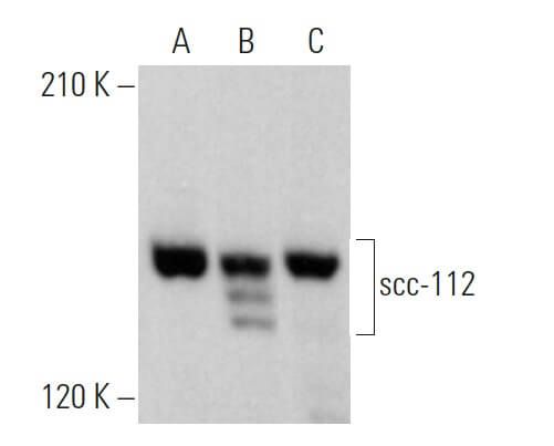 scc-112 Antibody (A-10) | SCBT - Santa Cruz Biotechnology