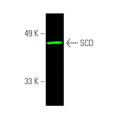 Anti-SCD Antibody (D-5) | SCBT - Santa Cruz Biotechnology