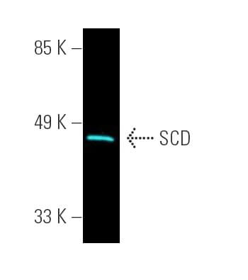 SCD Antibody (D-5) | SCBT - Santa Cruz Biotechnology