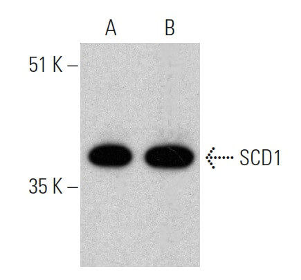 Anti-SCD1 Antibody (E-8) | SCBT - Santa Cruz Biotechnology