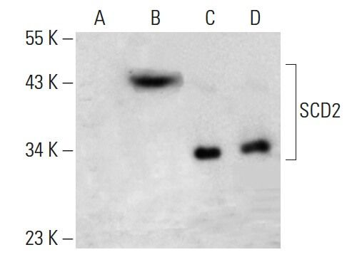 SCD2抗体 (H-12) | SCBT - Santa Cruz Biotechnology