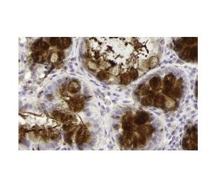 SCF Antibody (G-3) | SCBT - Santa Cruz Biotechnology