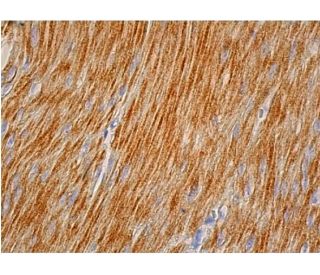 SCF Antibody (G-3) | SCBT - Santa Cruz Biotechnology