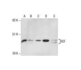 SCF Antibody (G-3) | SCBT - Santa Cruz Biotechnology
