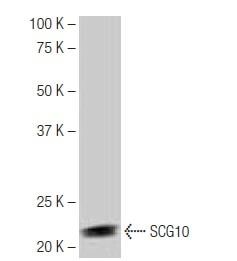 SCG10 Antibody (2-RE19) | SCBT - Santa Cruz Biotechnology