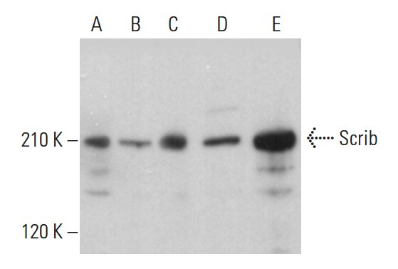 Anti-Scrib Antibody (D-2) | SCBT - Santa Cruz Biotechnology