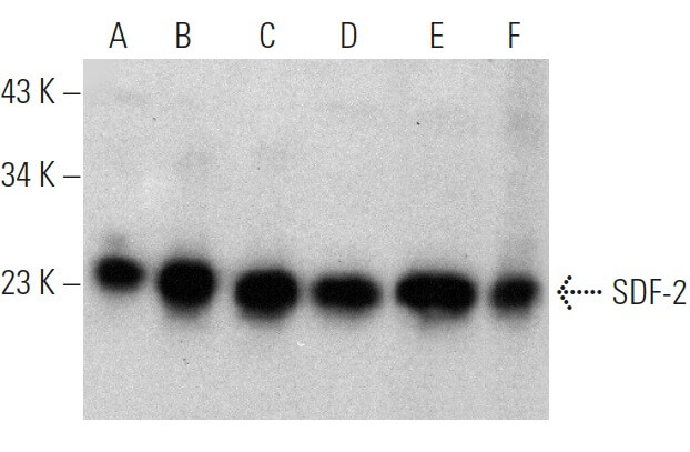 SDF-2 Antibody (J-22) | SCBT - Santa Cruz Biotechnology