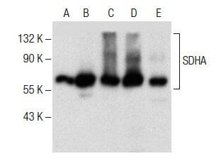 SDHA Antibody (F-2) | SCBT - Santa Cruz Biotechnology