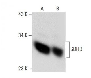 SDHB Antibody (G-10) - Western Blotting - Image 134748