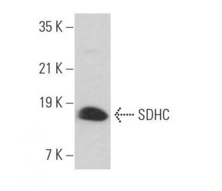 SDHC Antibody (C-2) - Western Blotting - Image 373567