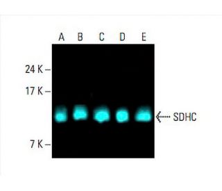 SDHC Antibody (C-2) - Western Blotting - Image 394251