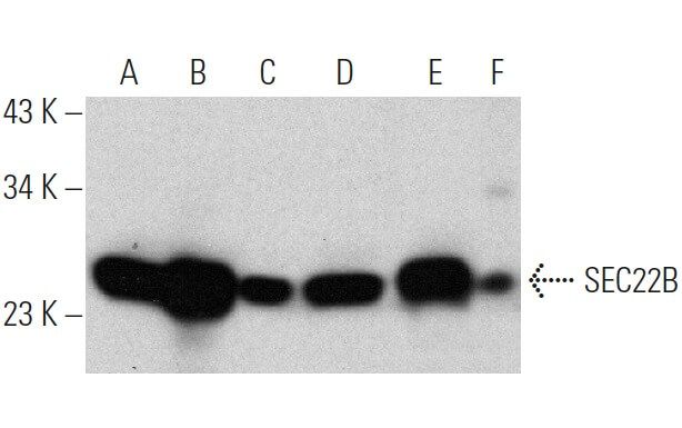 SEC22B Antibody (29-F7) | SCBT - Santa Cruz Biotechnology