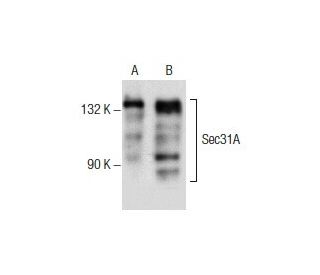 Anti-Sec31A Antibody (H-2) | SCBT - Santa Cruz Biotechnology