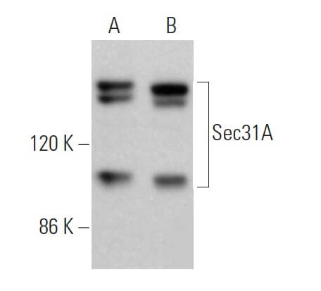 Anti-Sec31A Antibody (H-2) | SCBT - Santa Cruz Biotechnology