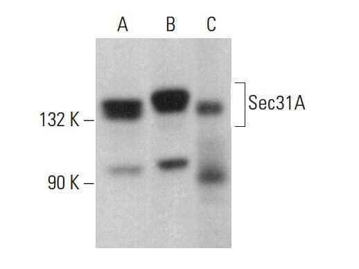 Sec31A Antibody (H-2) | SCBT - Santa Cruz Biotechnology