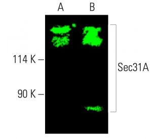 Sec31A Antibody (H-2) - Western Blotting - Image 401820