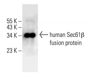 Sec61β Antibody (E-6) - Western Blotting - Image 403411