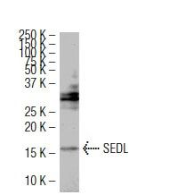 SEDL Antibody (JK-4) | SCBT - Santa Cruz Biotechnology