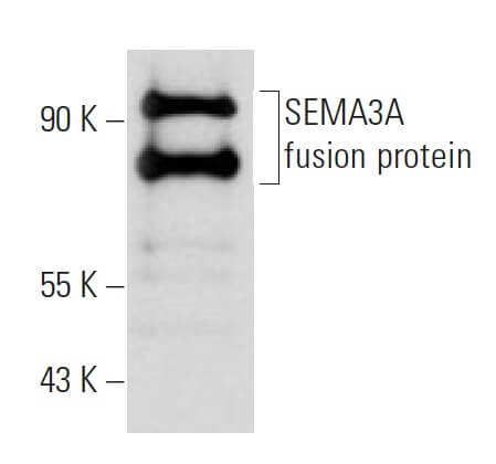 Anti-SEMA3A Antibody (A-12) | SCBT - Santa Cruz Biotechnology
