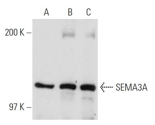 Anti-SEMA3A Antibody (A-12) | SCBT - Santa Cruz Biotechnology