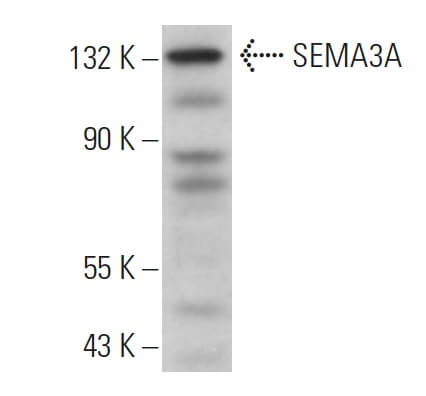 Anti-SEMA3A Antibody (A-12) | SCBT - Santa Cruz Biotechnology