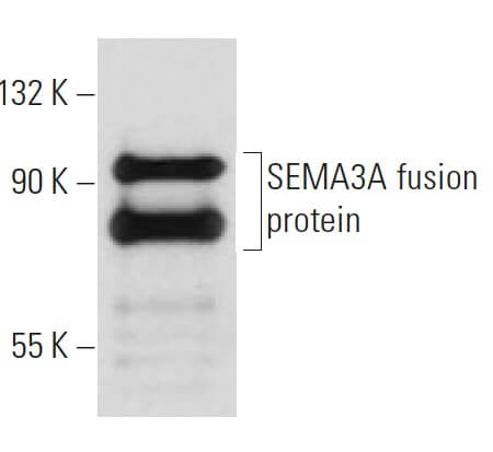 Anti-SEMA3A Antibody (C-1) | SCBT - Santa Cruz Biotechnology