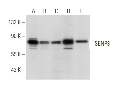 Anti-SENP3 Antibody (E-7) | SCBT - Santa Cruz Biotechnology