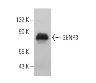 Anti-SENP3 Antibody (E-7) | SCBT - Santa Cruz Biotechnology