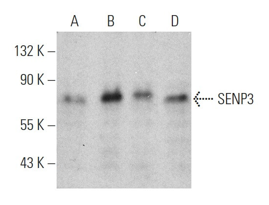 SENP3 Antibody (E-9) | SCBT - Santa Cruz Biotechnology