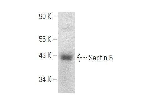 Septin 5 Antibody (E-8) | SCBT - Santa Cruz Biotechnology