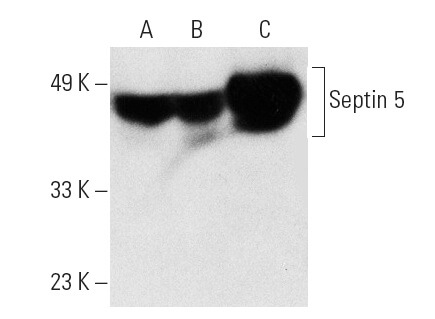 Anti-Septin 5 Antibody (SP18) | SCBT - Santa Cruz Biotechnology