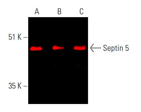Anti-Septin 5 Antibody (SP18) | SCBT - Santa Cruz Biotechnology