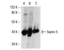 Septin 5 Antibody (SP20) | SCBT - Santa Cruz Biotechnology