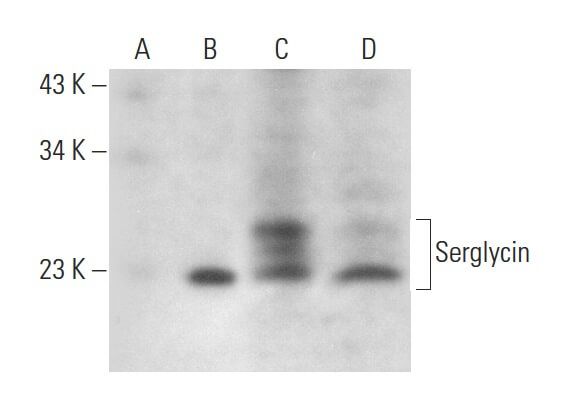 Serglycin抗体 (H-9) | SCBT - Santa Cruz Biotechnology