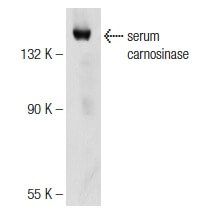 SCBT - Santa Cruz Biotechnology