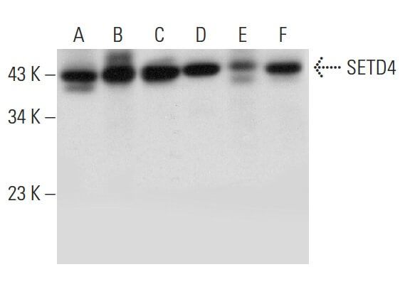 SETD4 Antibody (F-3) | SCBT - Santa Cruz Biotechnology