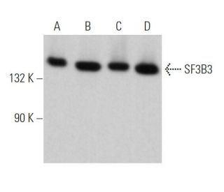 SF3B3 Antibody (B-4) - Western Blotting - Image 367252