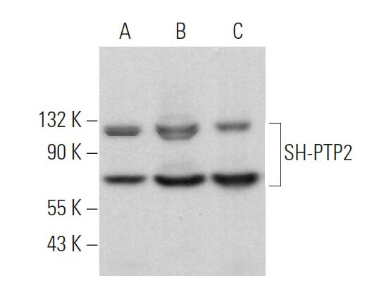 Anti-SH-PTP2 Antibody (B-1) | SCBT - Santa Cruz Biotechnology