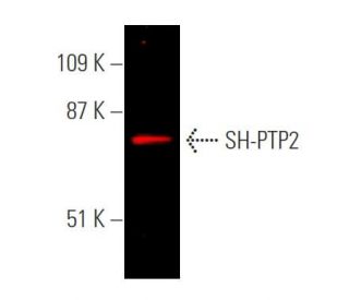 Anti-SH-PTP2 Antibody (B-1) | SCBT - Santa Cruz Biotechnology