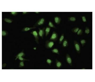 Anti-SH2D4A Antibody (63-J) | SCBT - Santa Cruz Biotechnology