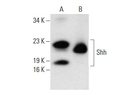 Shh Antibody (E-1) | SCBT - Santa Cruz Biotechnology