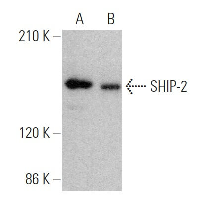 SHIP-2 Antibody (E-2) | SCBT - Santa Cruz Biotechnology