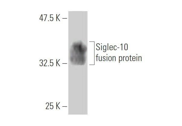 Siglec-10抗体 (1D11) | SCBT - Santa Cruz Biotechnology