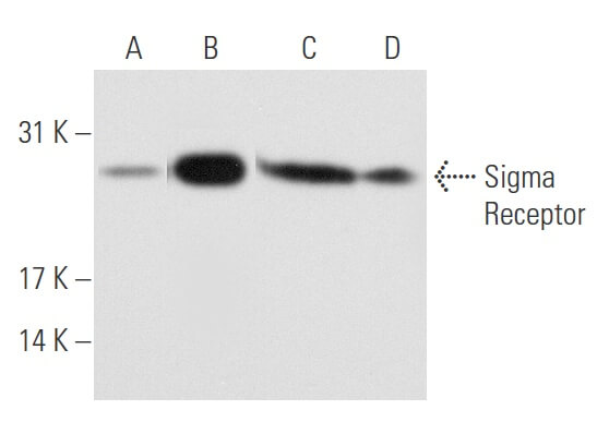 Anti-Sigma Receptor Antibody (B-5) | SCBT - Santa Cruz Biotechnology